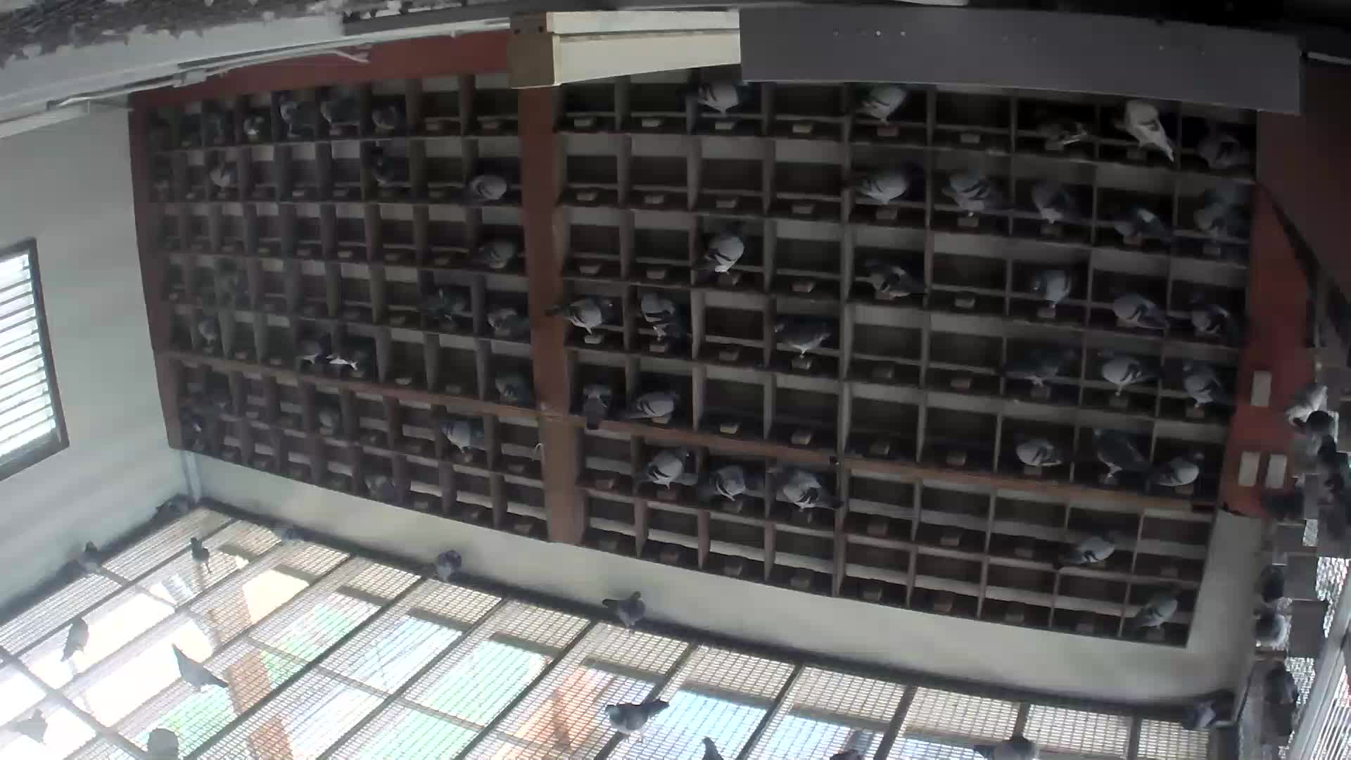 PATTAYA INTERNATIONAL PIGEON RACE